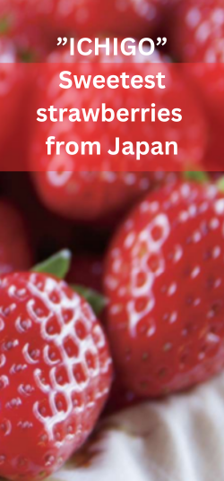 会社案内・カタログ – QT FOODS CO., LTD.